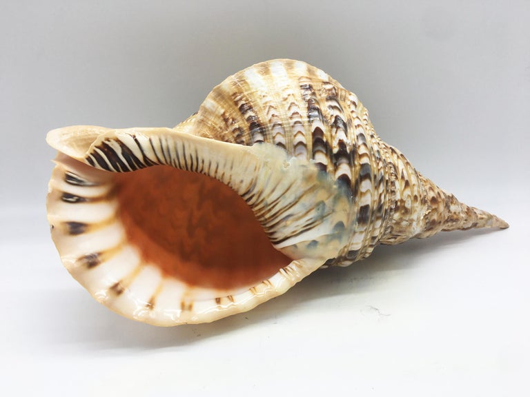 Natural Seashell Trumpet Triton Sea Snail For Sale at 1stDibs
