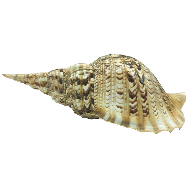 Natural Seashell Trumpet Triton Sea Snail For Sale at 1stDibs