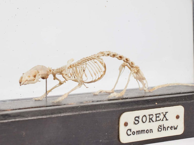 Natural Specimen, a Mouse Skeleton, London 1890 For Sale at 1stDibs