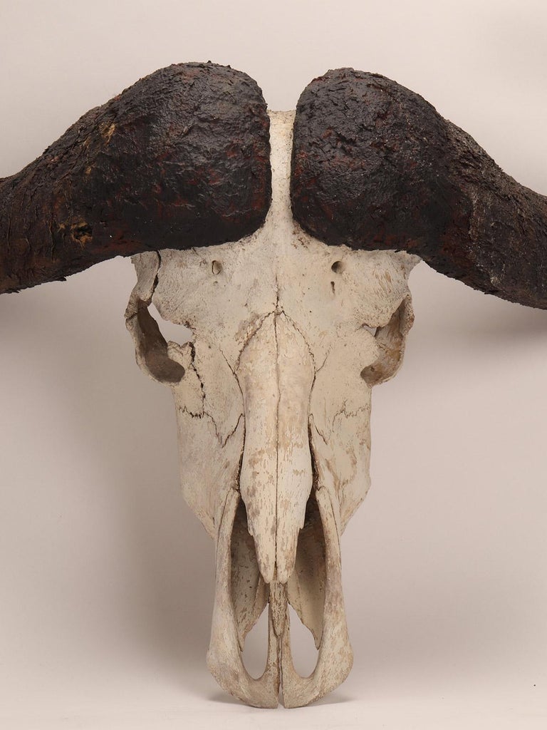 Natural Specimen, a Trophy of a Bufalo Skull, Africa 1890 For Sale at ...