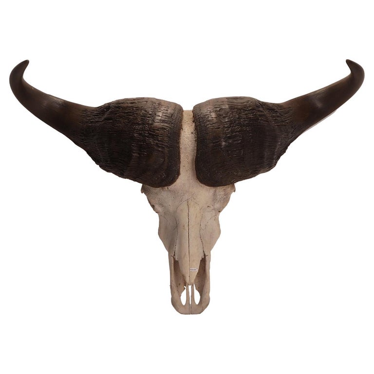 Natural Specimen a Trophy of a Bufalo Skull, Africa, 1890 For Sale at ...