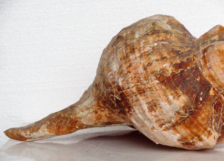 Big Old Horse Conch Sea Shell at 1stDibs