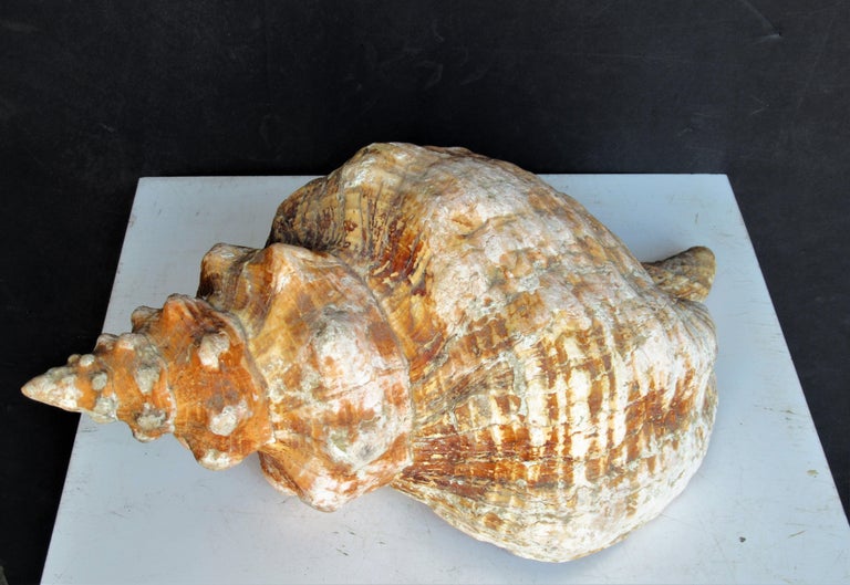 Big Old Horse Conch Sea Shell at 1stDibs