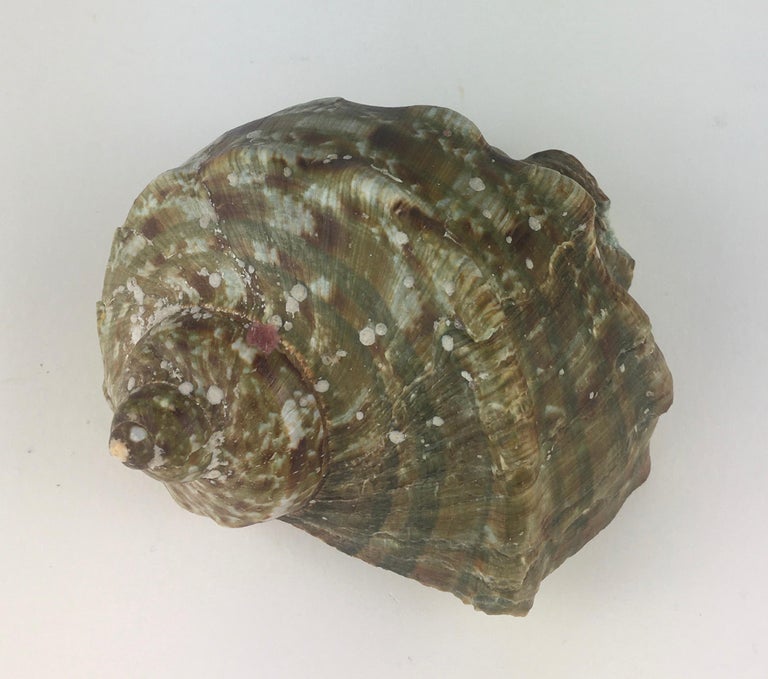 Natural Turbo Marmoratus or Green Turban Shell For Sale at 1stDibs