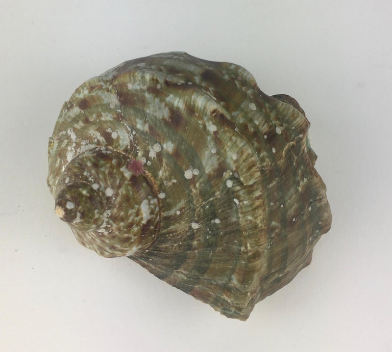Natural Turbo Marmoratus or Green Turban Shell For Sale at 1stDibs