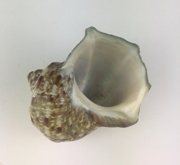 Natural Turbo Marmoratus or Green Turban Shell For Sale at 1stDibs