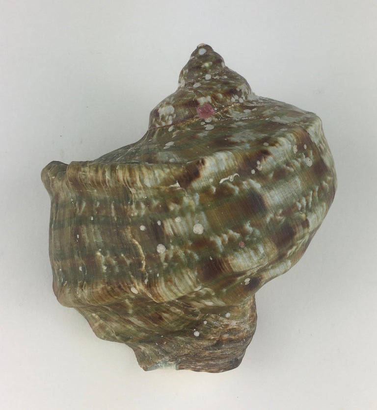 Natural Turbo Marmoratus or Green Turban Shell For Sale at 1stDibs