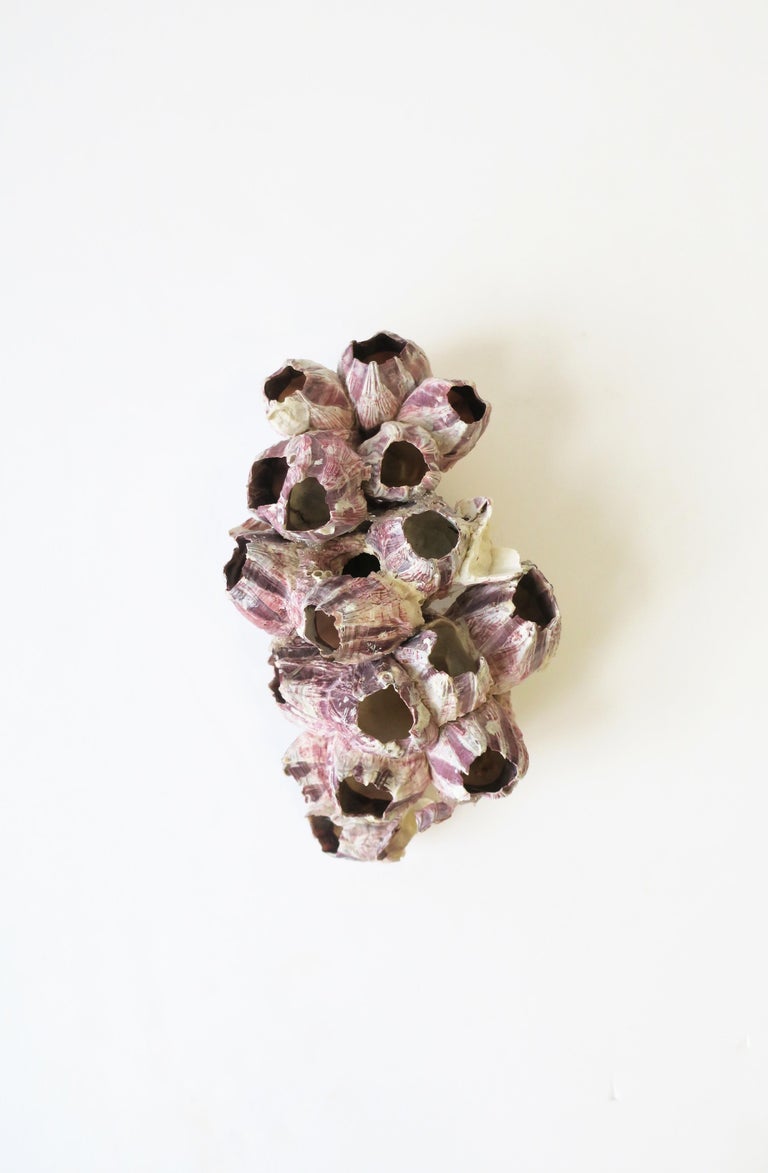 Barnacle Sea Shell Natural White and Purple Specimen Piece at 1stDibs