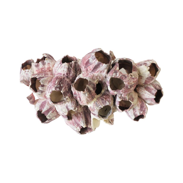 Barnacle Sea Shell Natural White and Purple Specimen Piece at 1stDibs