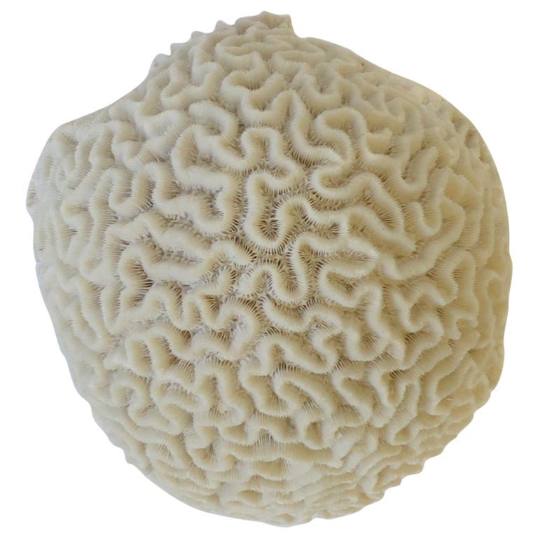 Natural White Brain Coral at 1stDibs