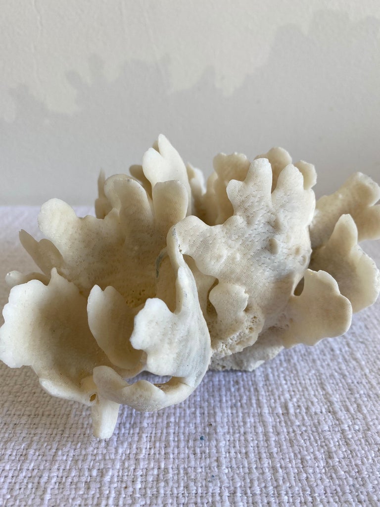 Natural White Coral at 1stDibs