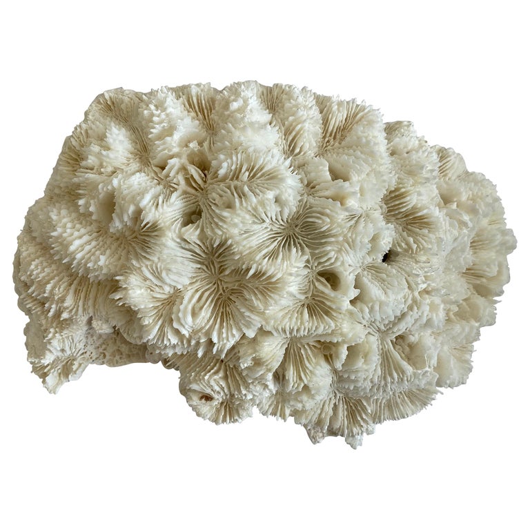 Natural White Flat Coral at 1stDibs