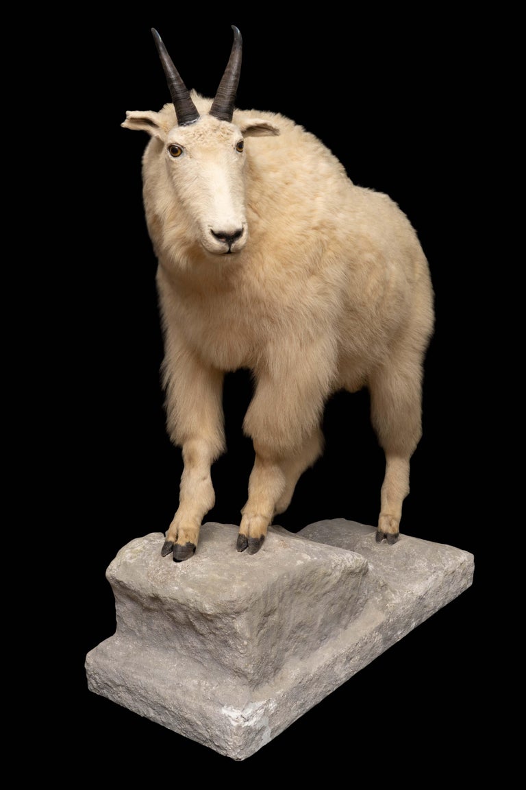 Naturalistic Life Size Mounted Premier Quality Mountain Goat For Sale ...