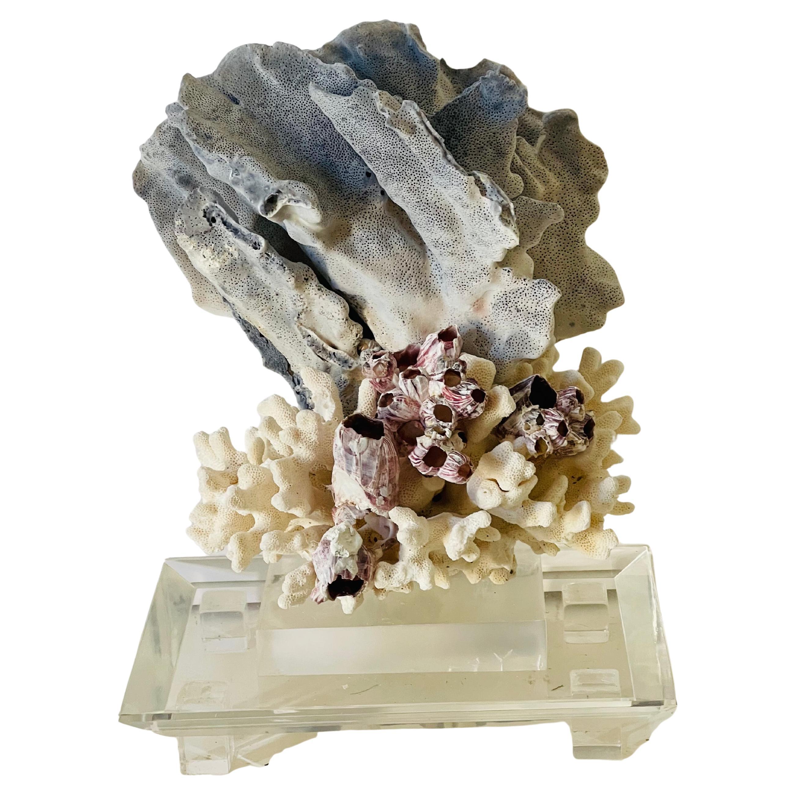 Coastal Natural Brunch Coral Specimen on Stand For Sale at 1stDibs