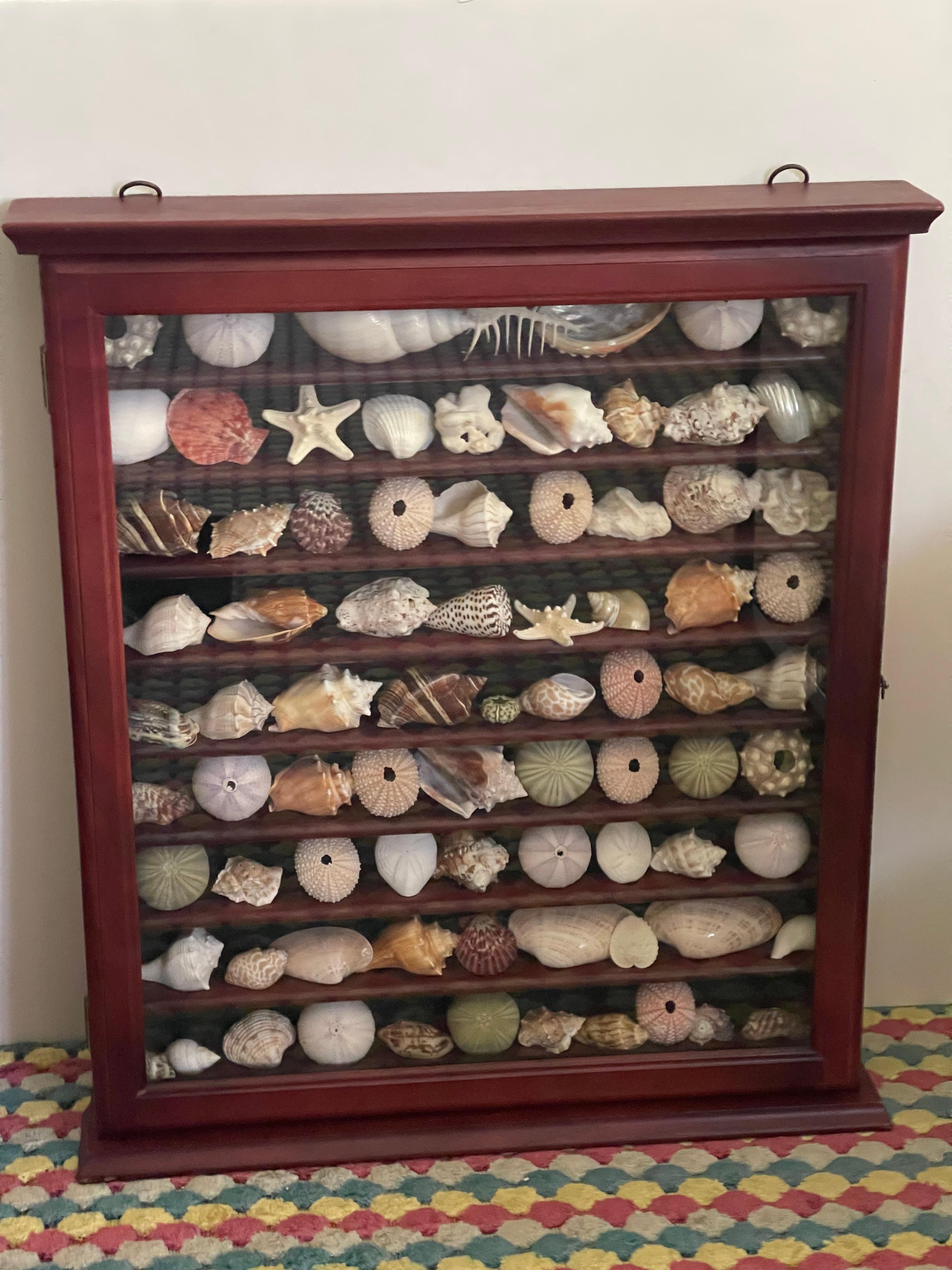 Natures Beauty Marine Specimens Sea Shells Collection Vitrine For Sale ...