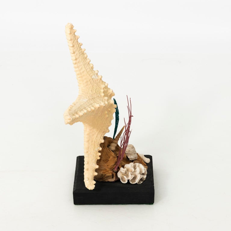 Nautical Shell Display with Starfish For Sale at 1stDibs