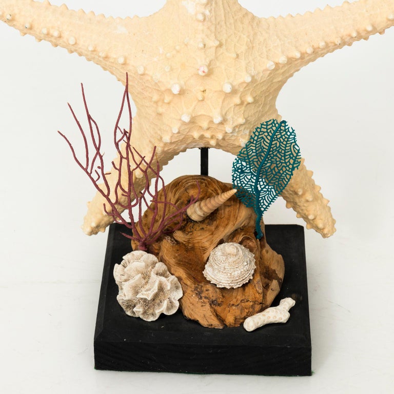 Nautical Shell Display with Starfish For Sale at 1stDibs