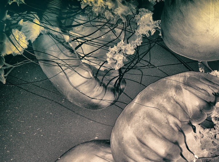 Neal Panton - Jelly, Signed Contemporary Black and White Oceanic ...