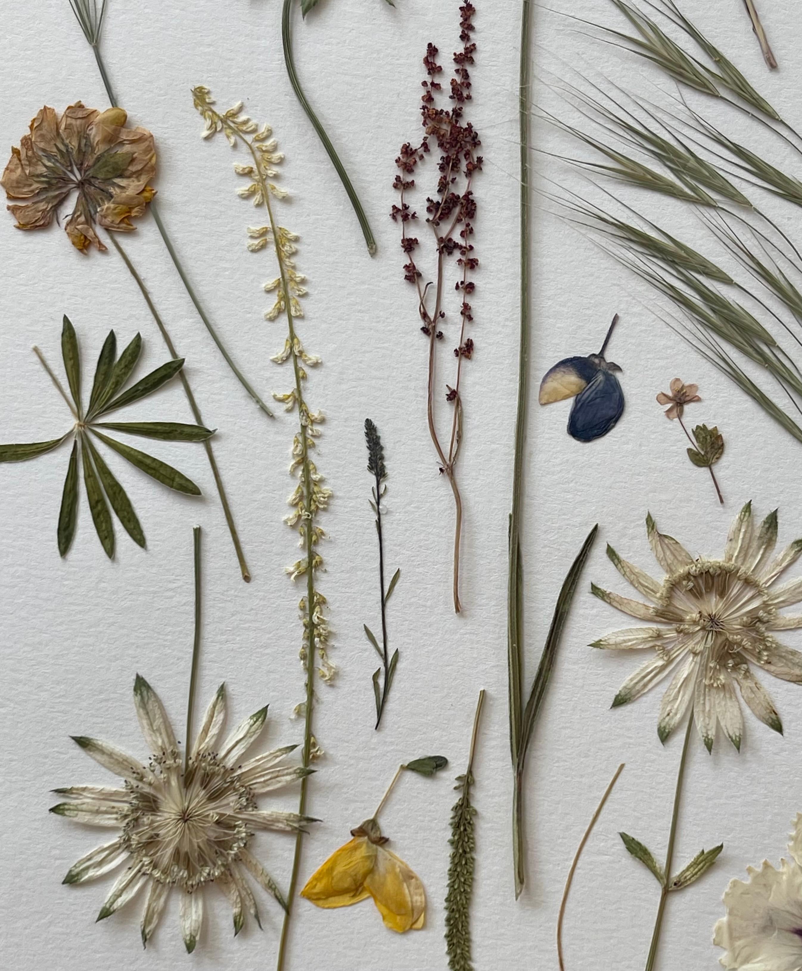 "New Zealand Magic" Pressed Botanical by Liz Cutler For Sale at 1stDibs