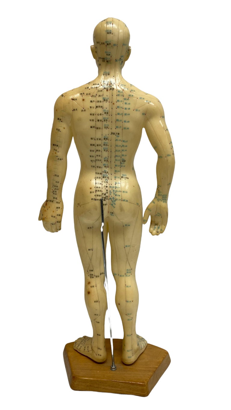Nice Acupuncture Model Statue Sculpture on Wood Stand Vintage 1980s at ...