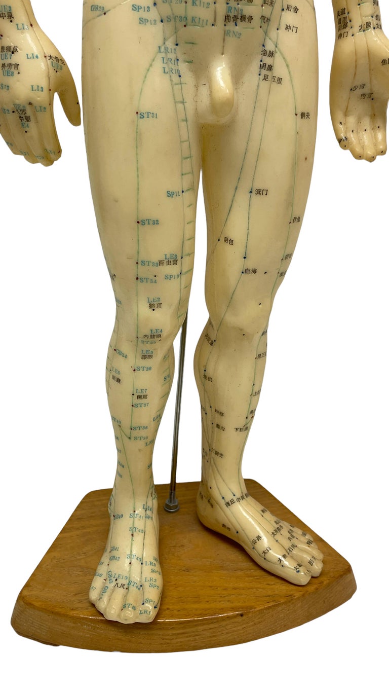 Nice Acupuncture Model Statue Sculpture on Wood Stand Vintage 1980s at ...
