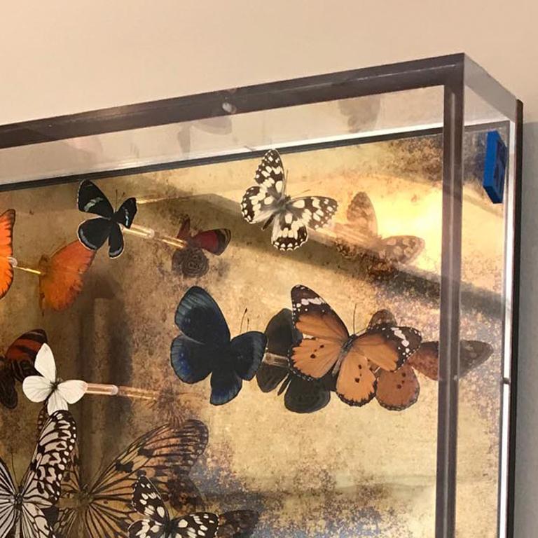 Nick Jeffrey - Corolla Burst III, installation art, butterflies ...