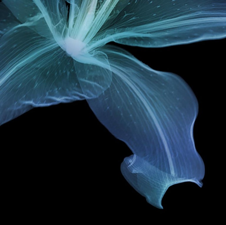 Nick Veasey - Lily Coloured A/P - 21st Century, Contemporary, X-Ray ...