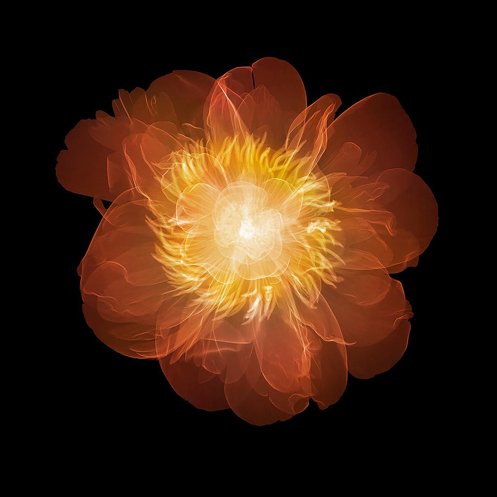 Nick Veasey - Cactus Dahlia / X-Ray Print / Photography / Radiographic ...