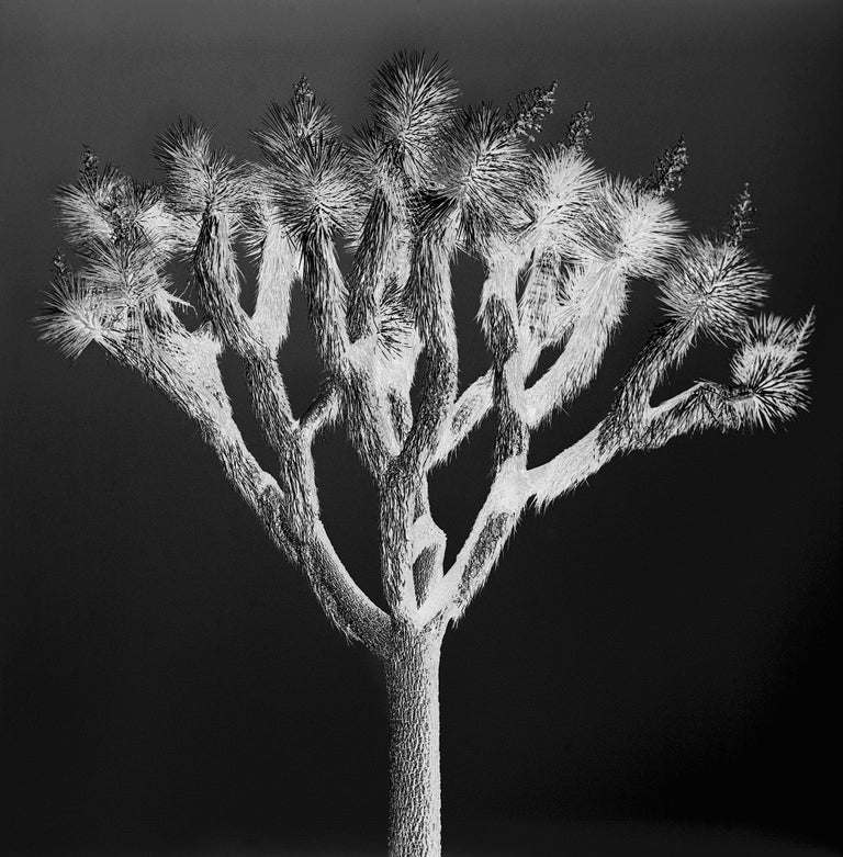 Nicolas Auvray - The Back of the Hand of Joshua (Joshua Tree II) For ...