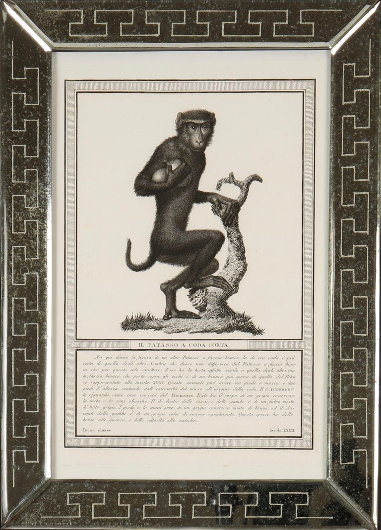 Nicolas Henri Jacob - Nicolas Jacob: Stipple Engravings of Monkeys ...