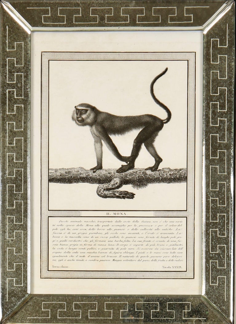 Nicolas Henri Jacob - Nicolas Jacob: Stipple Engravings of Monkeys ...