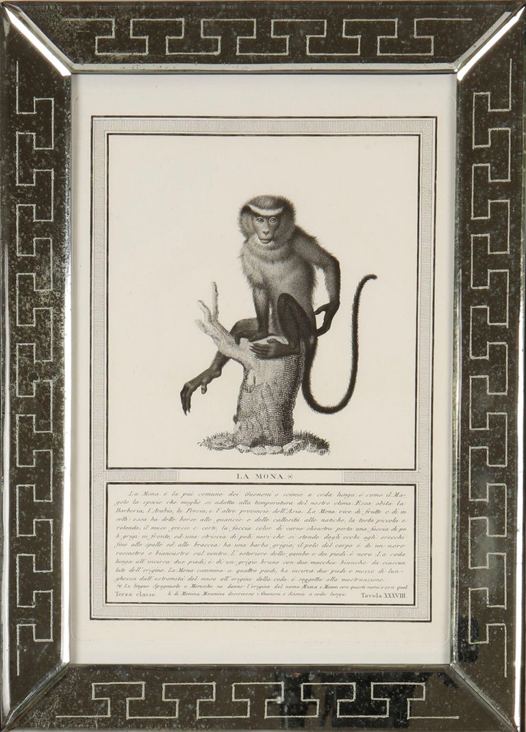 Nicolas Henri Jacob - Nicolas Jacob: Stipple Engravings of Monkeys ...