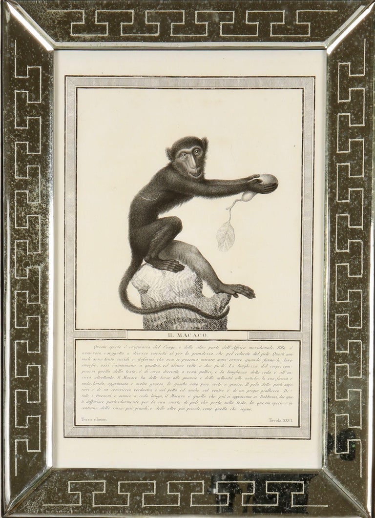 Nicolas Henri Jacob - Nicolas Jacob: Stipple Engravings of Monkeys ...