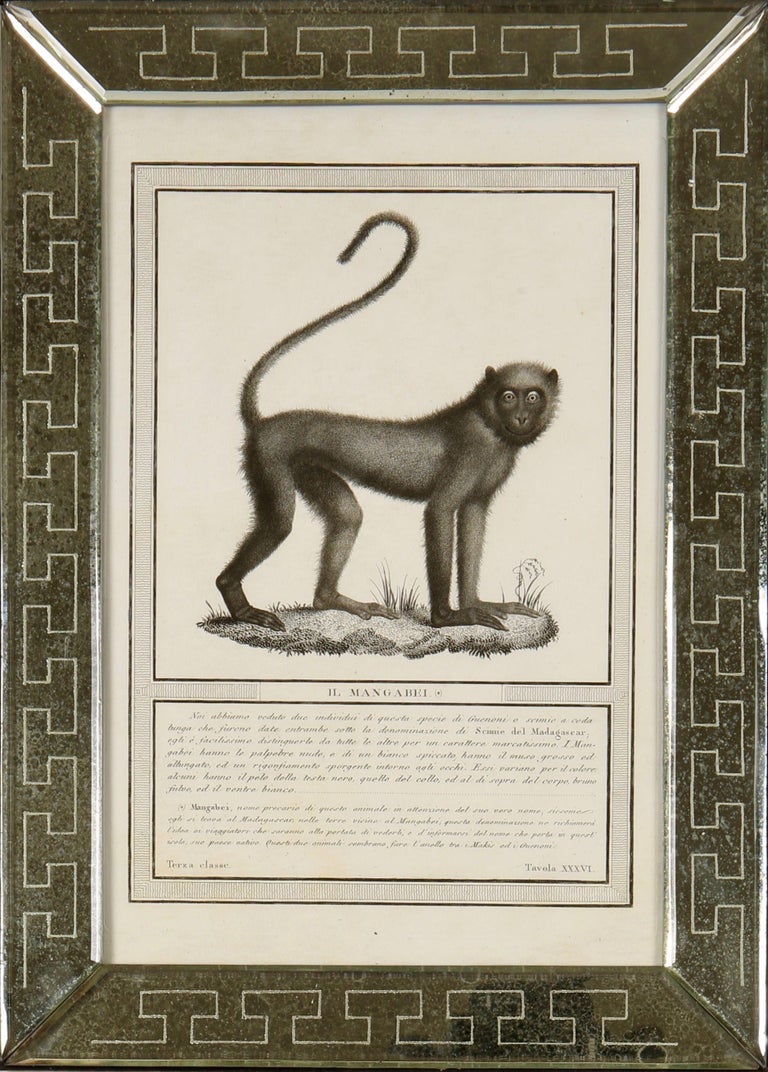 Nicolas Henri Jacob - Nicolas Jacob: Stipple Engravings of Monkeys ...