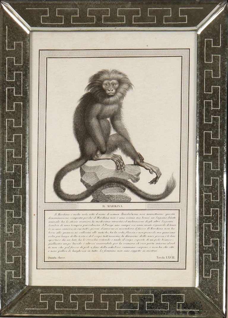 Nicolas Henri Jacob - Nicolas Jacob: Stipple Engravings of Monkeys ...
