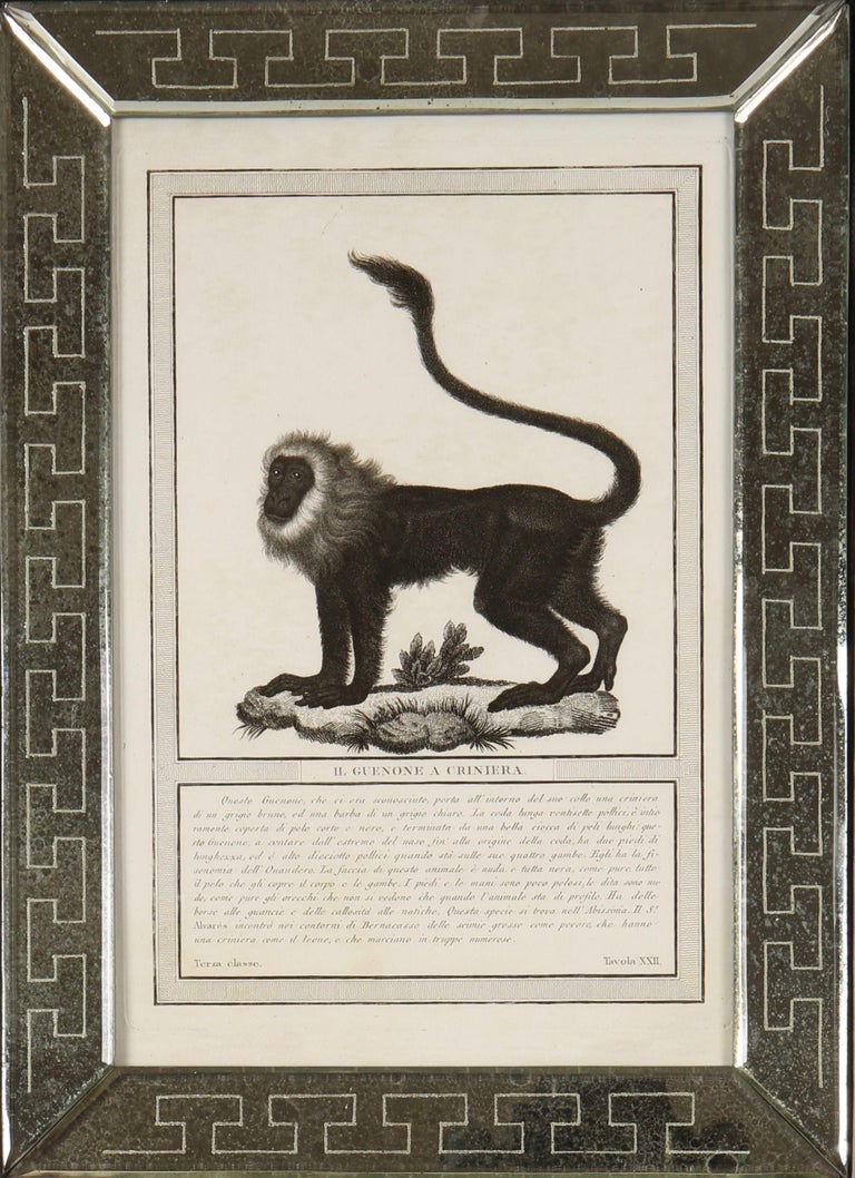 Nicolas Henri Jacob - Nicolas Jacob: Stipple Engravings of Monkeys ...