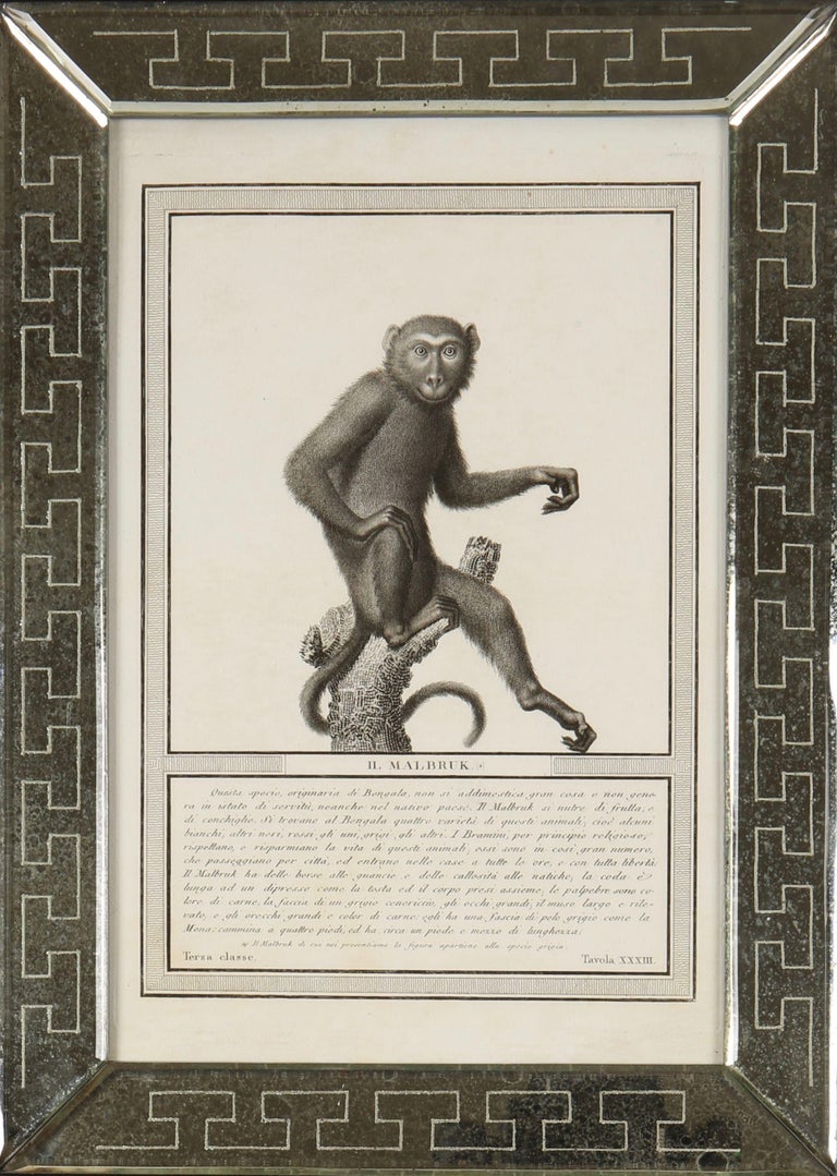 Nicolas Henri Jacob - Nicolas Jacob: Stipple Engravings of Monkeys ...