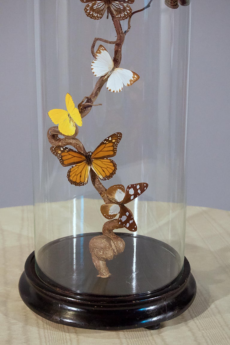 19th Century Butterfly Specimen with Glass Case at 1stDibs | butterfly ...