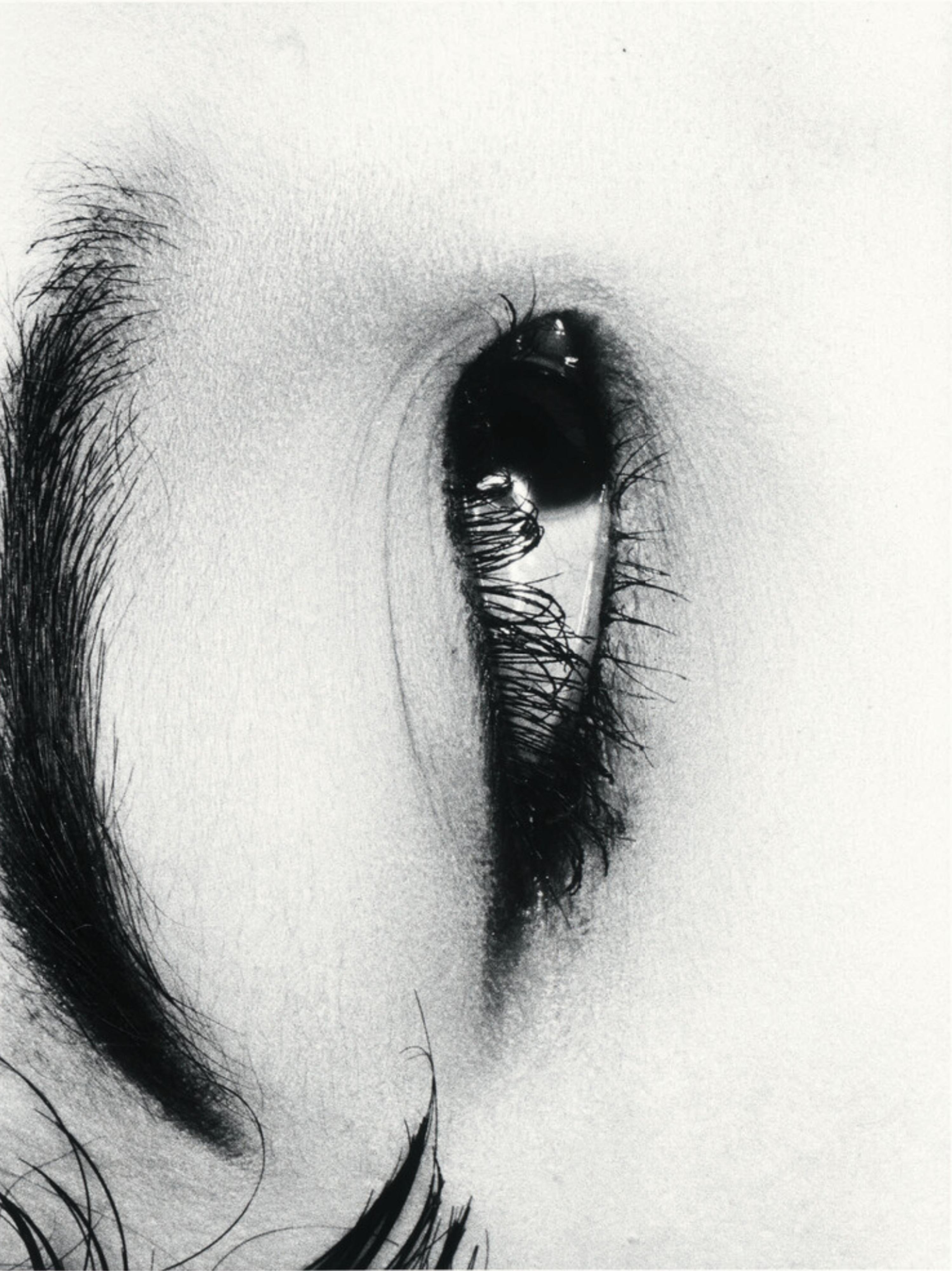 Nobuyoshi Araki - Untitle from Erotos For Sale at 1stDibs