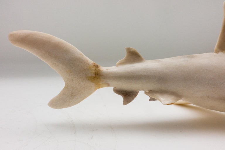 North American Moose Antler Carving of Hammerhead Shark at 1stDibs