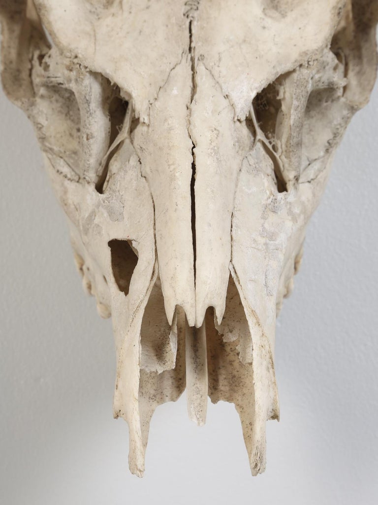 Northern European Antler and Skull at 1stDibs