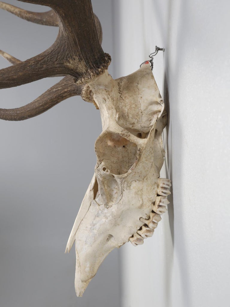 Northern European Antler and Skull at 1stDibs