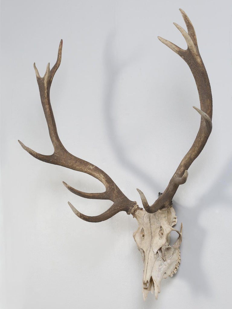 Northern European Antler and Skull at 1stDibs