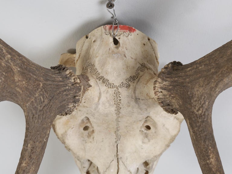 Northern European Antler and Skull at 1stDibs