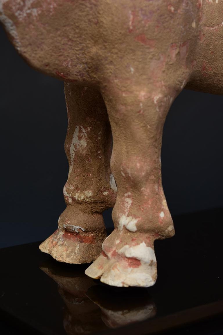 Northern Qi Dynasty, Antique Chinese Pottery Standing Ox Figurine For ...