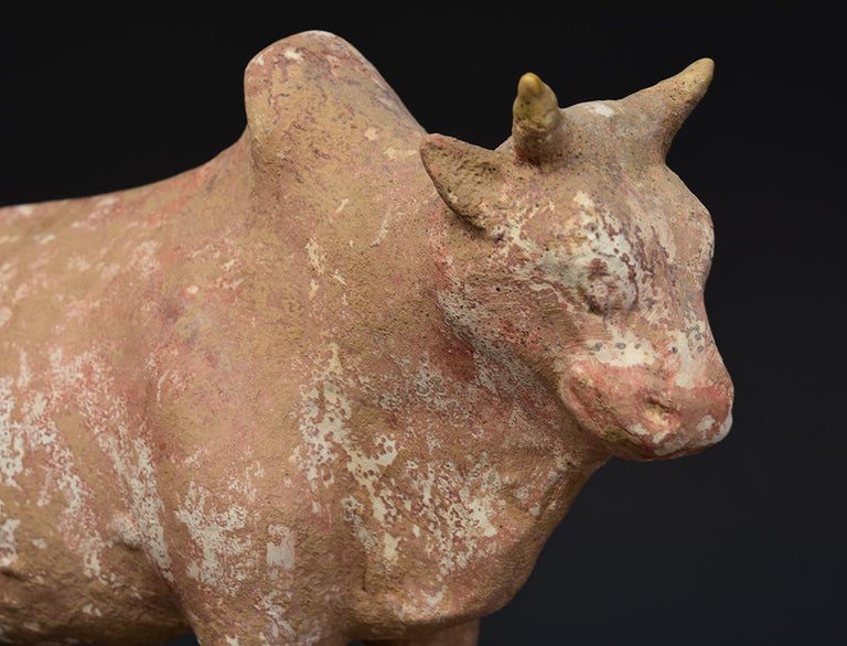 Northern Qi Dynasty, Antique Chinese Pottery Standing Ox Figurine For ...