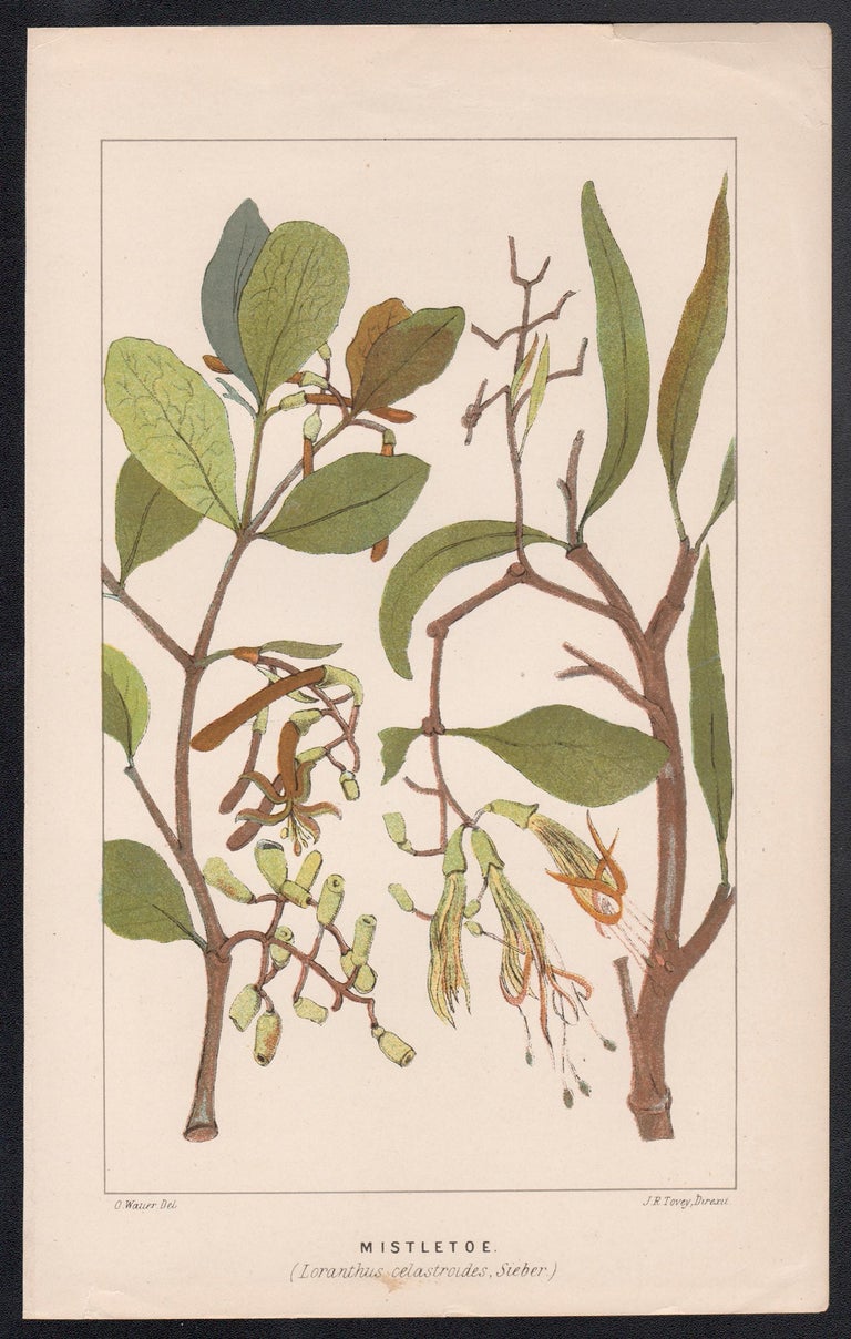 Mistletoe (Loranthus celastroides), antique botanical lithograph For ...