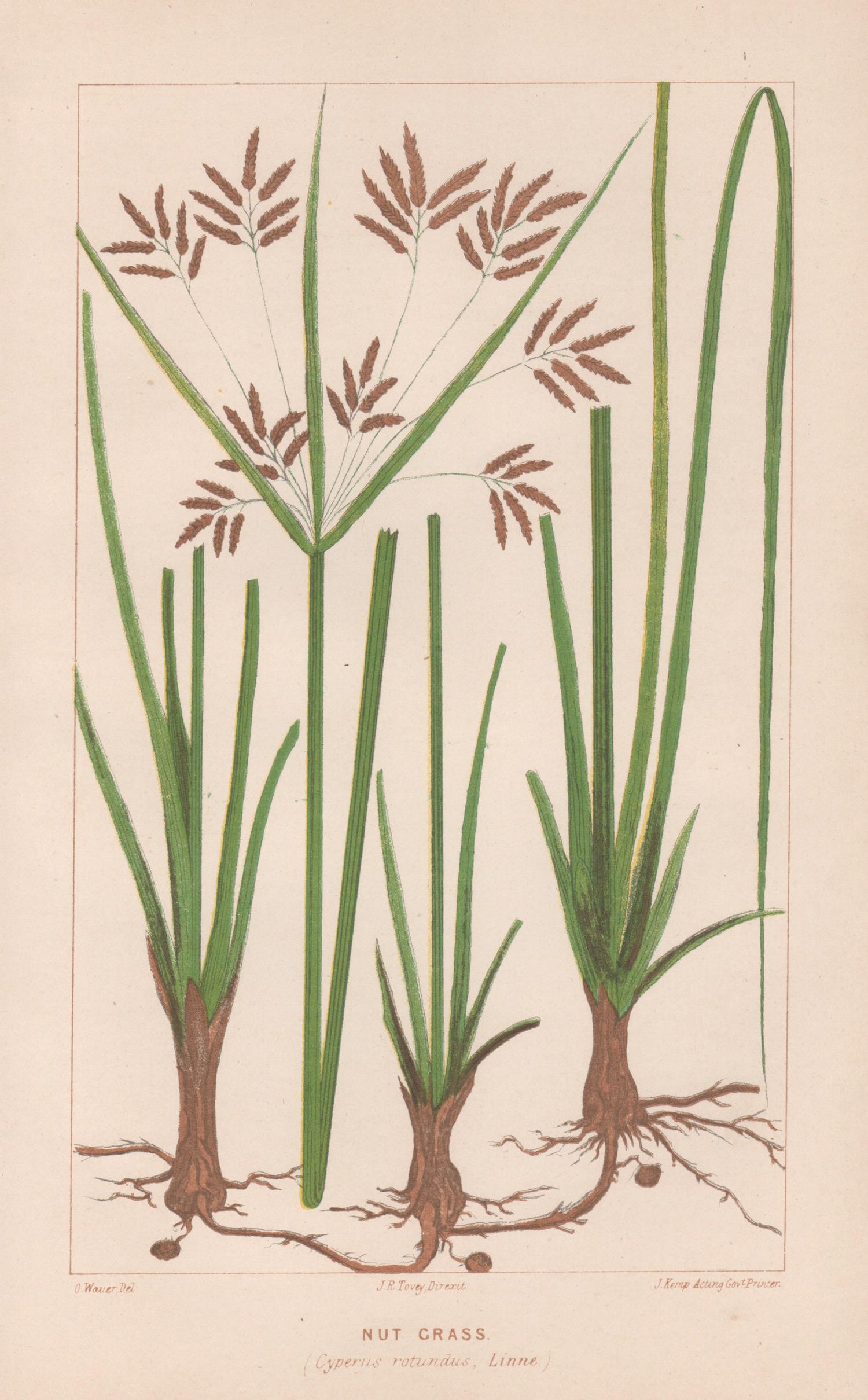Cyperus Rotundus