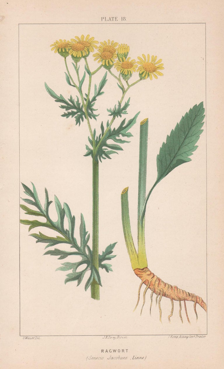 Ragwort (Senecio Jacobaea), antique botanical lithograph For Sale at ...