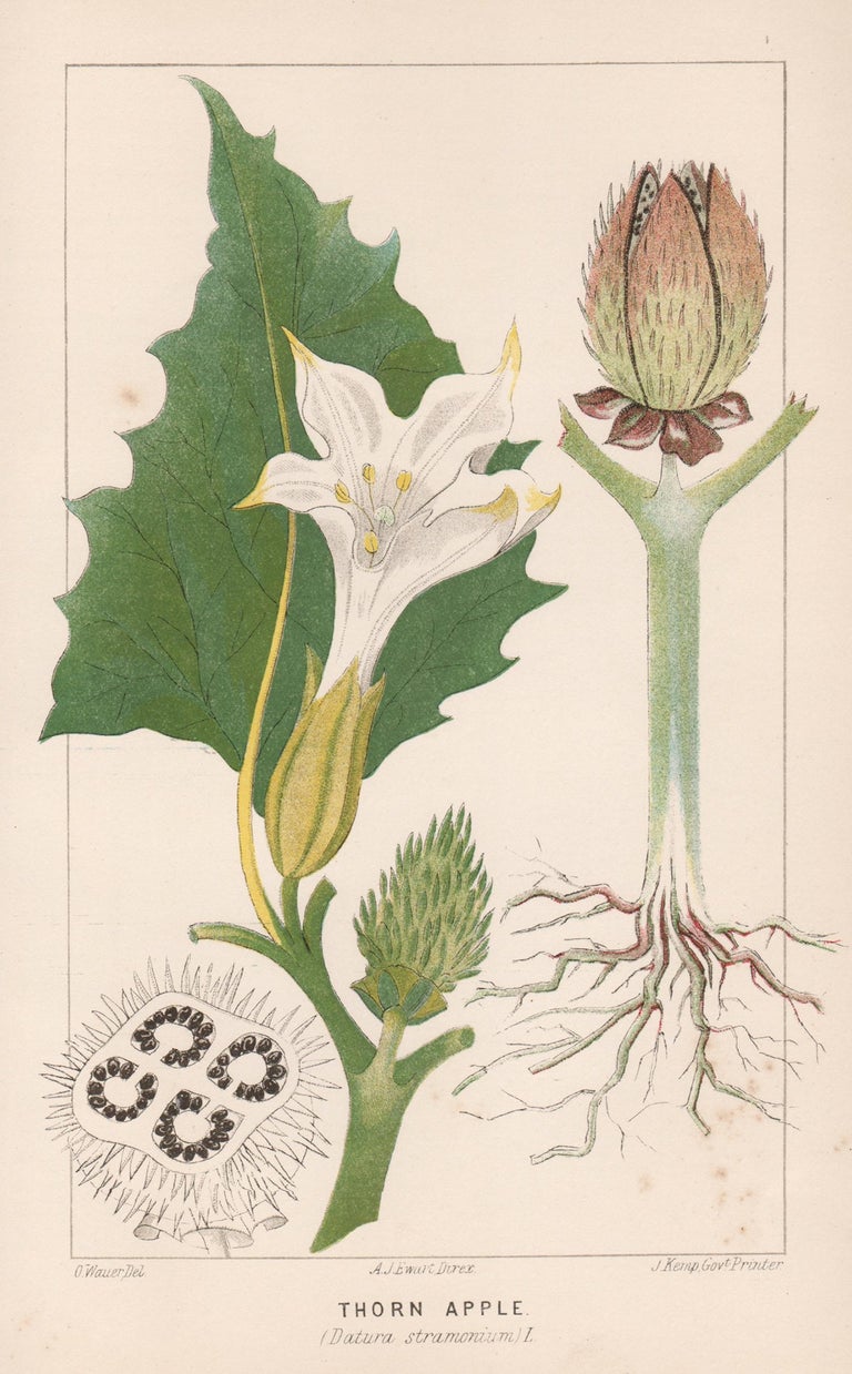 Thorn Apple (Datura stramonium), antique botanical lithograph For Sale ...
